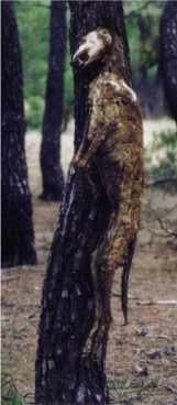 The Greyhounds and Galgos of Spain - Greyhounds in Need