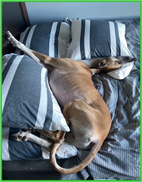 Homing Gallery - see our happy homings - Greyhounds in Need