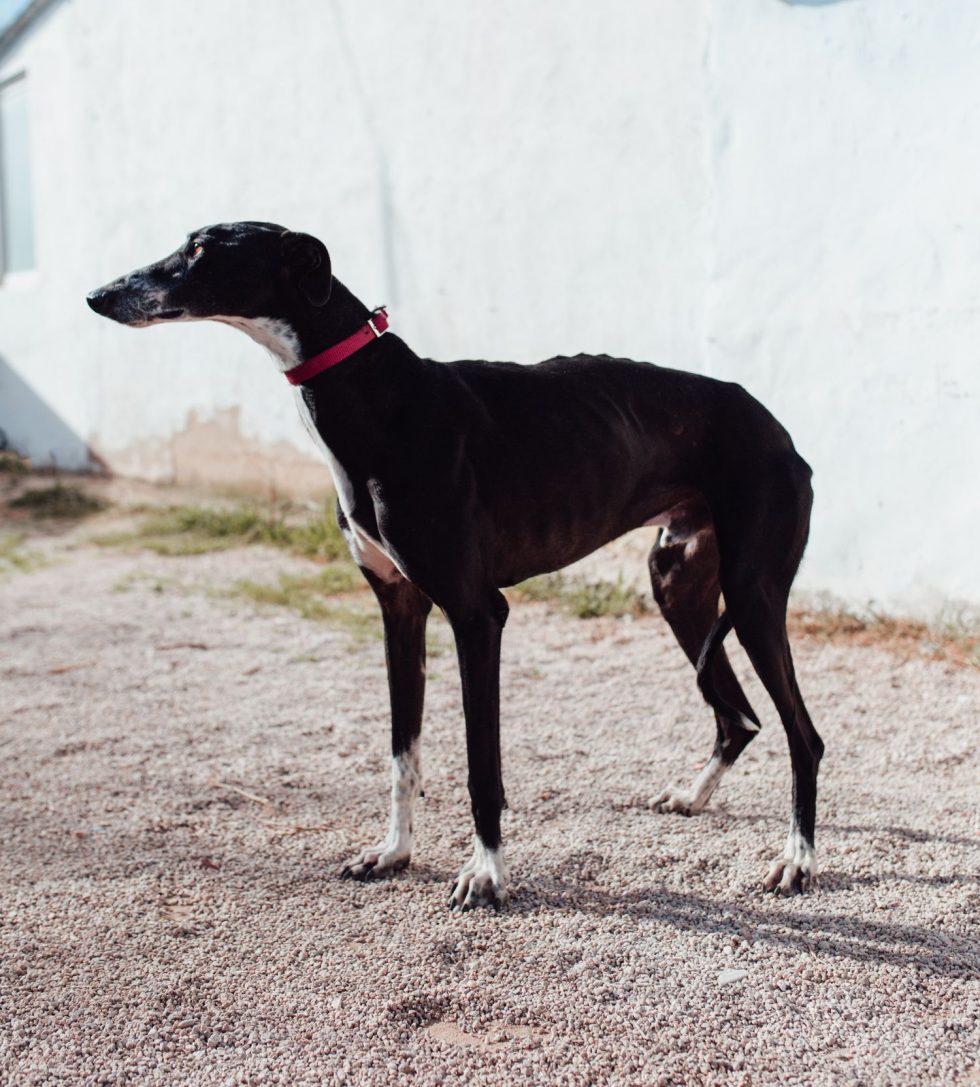 International Aid - Greyhounds in Need