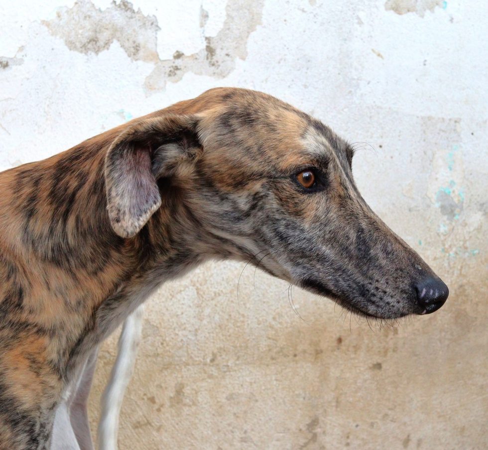International Aid - Greyhounds in Need