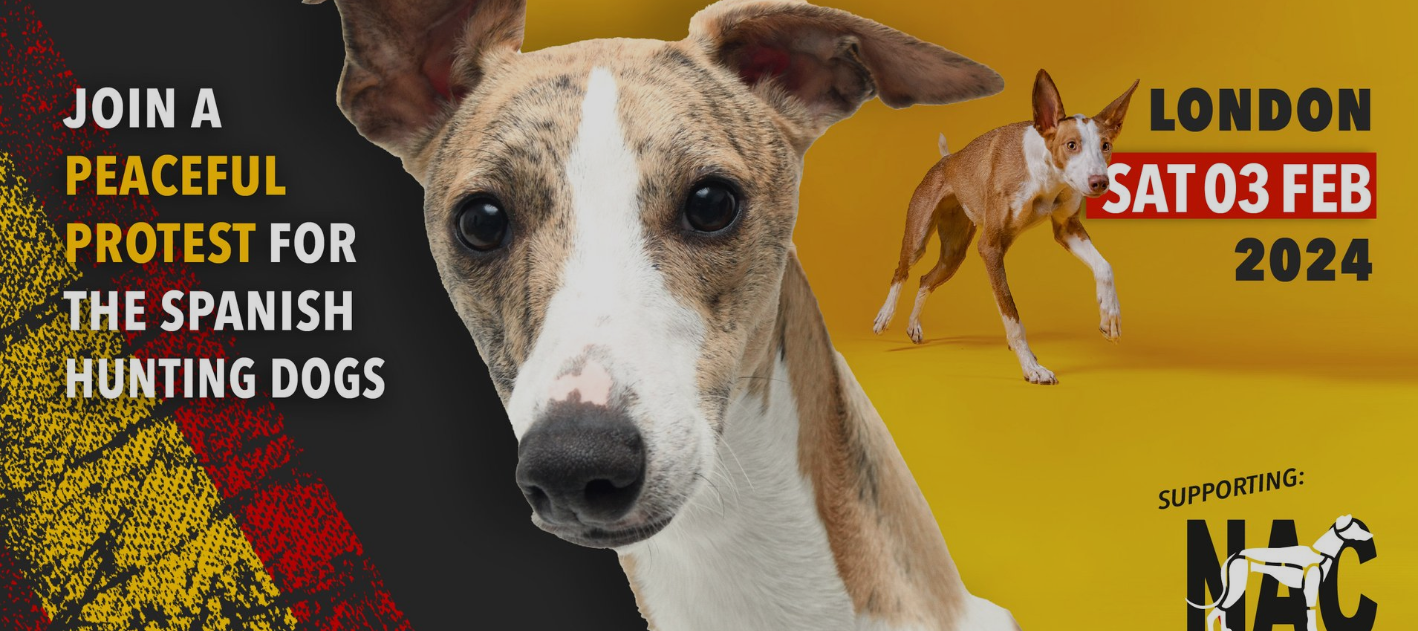 Join a peaceful protest for Spanish Hunting Dogs - 03/02/2024 ...