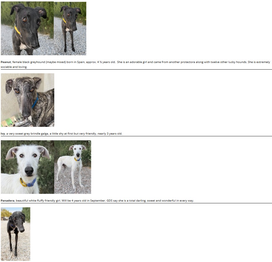 New Galgos for Adoption and Sponsorship - April 2026 - Greyhounds in Need