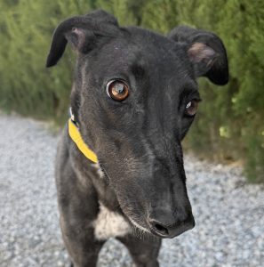 New Galgos for Adoption and Sponsorship - April 2026 - Greyhounds in Need
